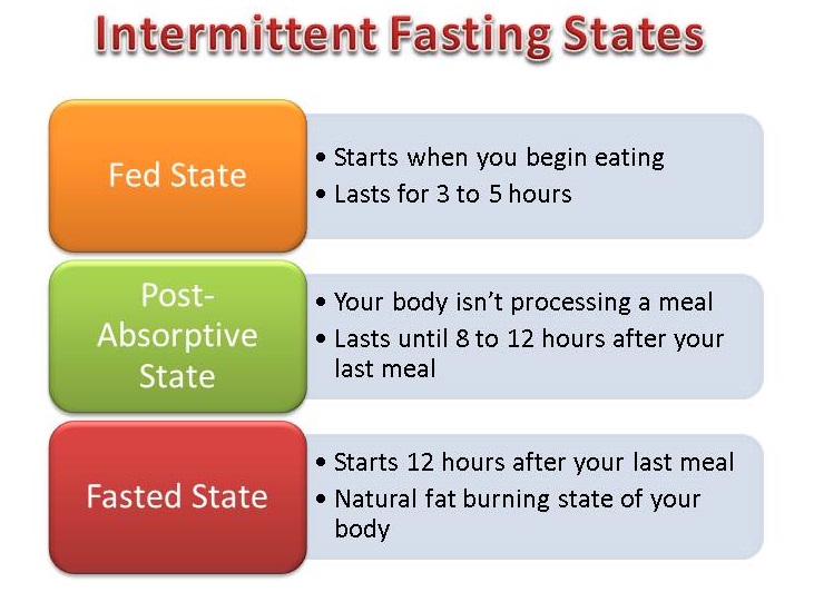 Better Body: Fed stage and Fasted stage of your Metabolism