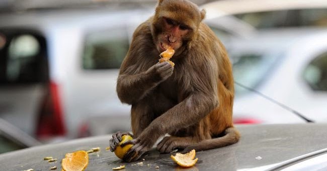 Delhi’s 30,000 unruly monkeys steal stuff, terrorize people and even ...