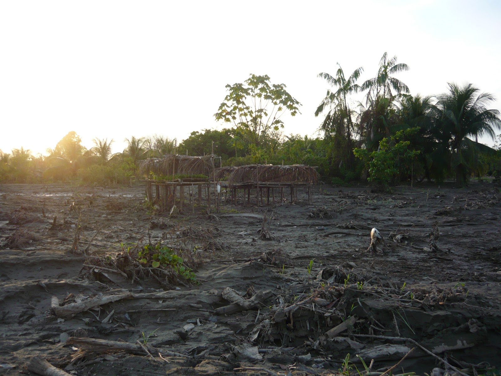 SEGURO VÁRZEA NO AMAZONAS É MAIS DO QUE JUSTO (+FOTOS) – Thomaz Rural