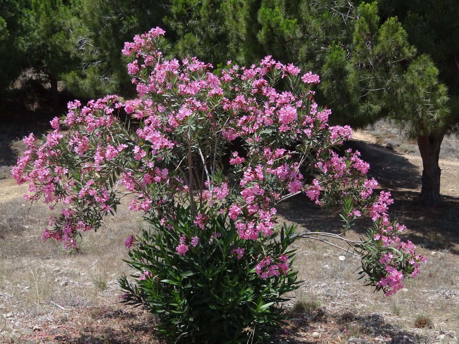 A Day In Cyprus | Tips and Facts | Part VI - The Nerdy Me