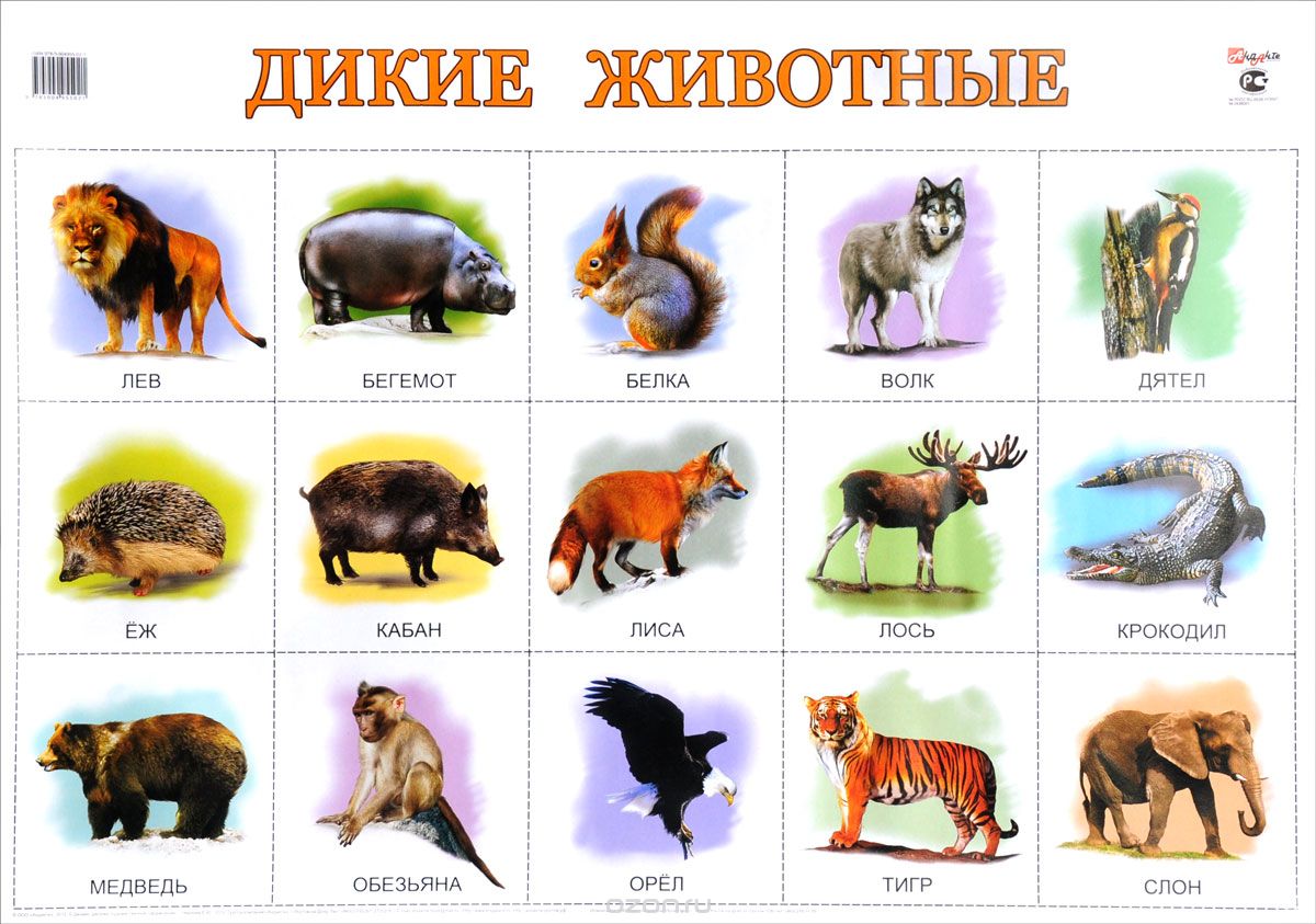 Увидим мир вместе Игры на коррекционных занятиях по теме Дикие
