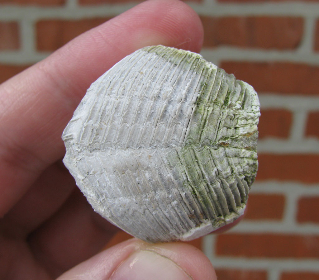 Views of the Mahantango: Rostroconch