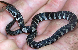 NH watersnakes: More Pictures