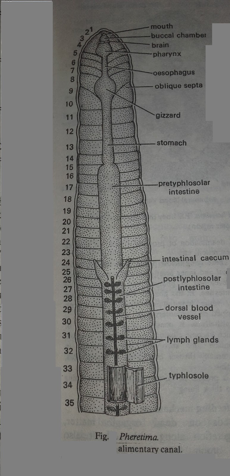 Zoology for higher secondary level: Earthworm: Digestive system