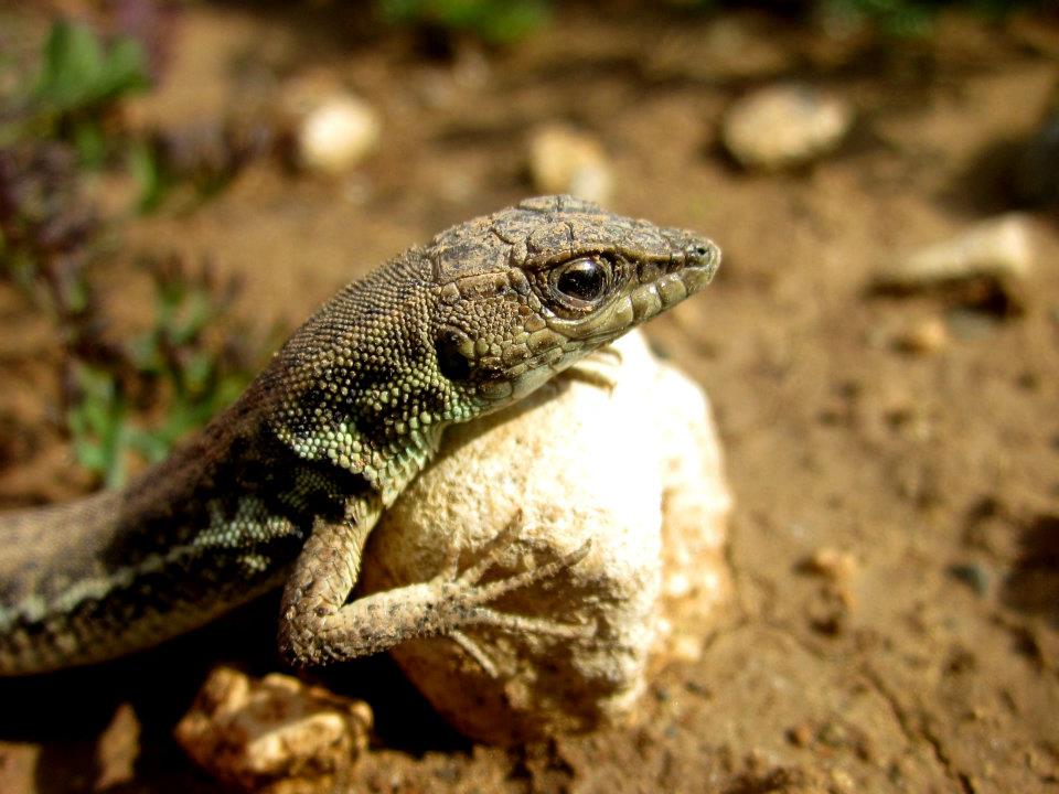 Ερπετά και αμφίβια της Κύπρου - Reptiles and amphibians of Cyprus by ...