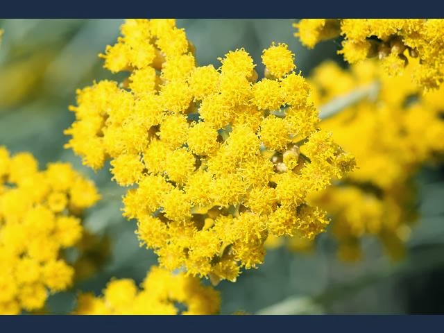 Chic Me Paris: Helichrysum Italicum: the Flower of Immortality