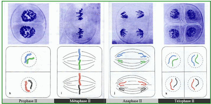 La Division Cellulaire : La Mitose et La Méiose | Bio faculté