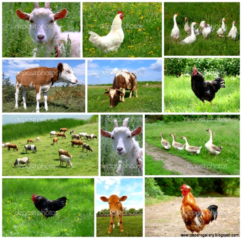 Farm Animals Collage | Wallpapers Gallery