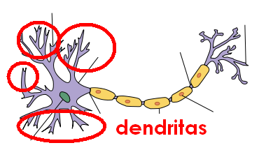 Dendritas