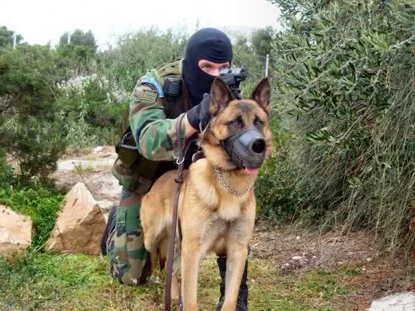 Γιατί οι σκύλοι της Αστυνομίας ονομάζονται K-9;