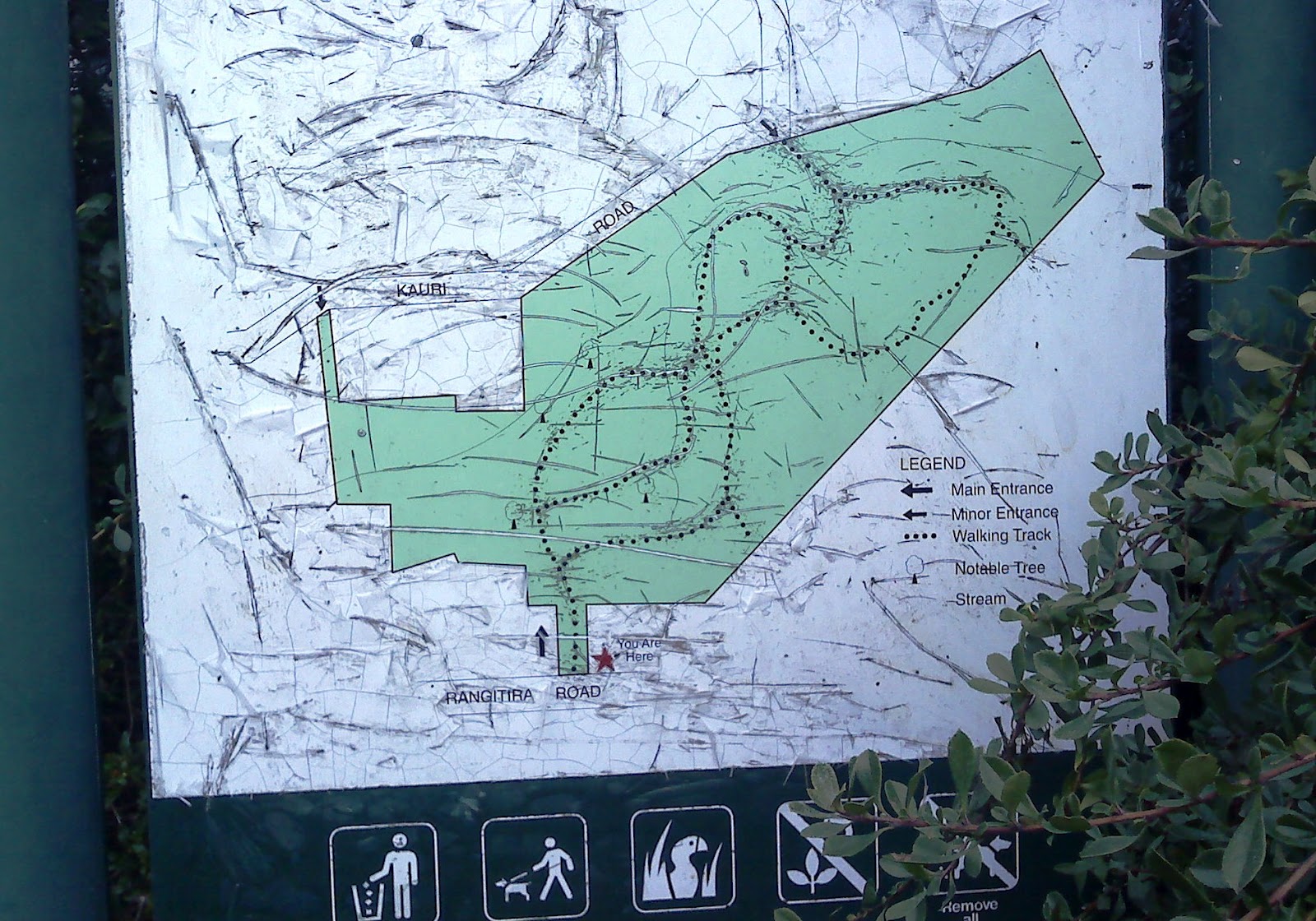 Going Outdoors: Kauri Park