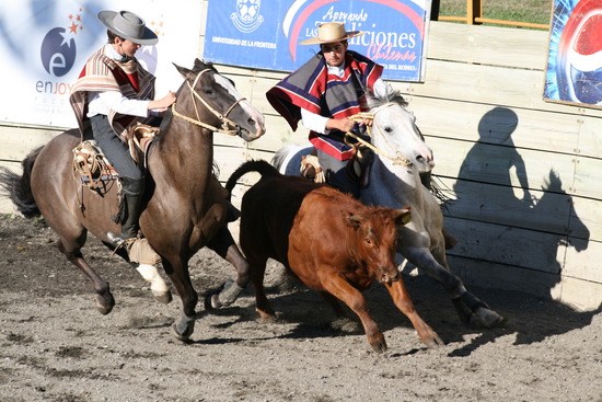 Educación Física y Cultura Física: EL RODEO CHILENO ES EL DEPORTE ...