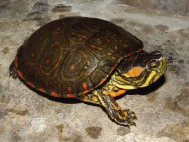 Trachemys adiutrix | The Life of Animals