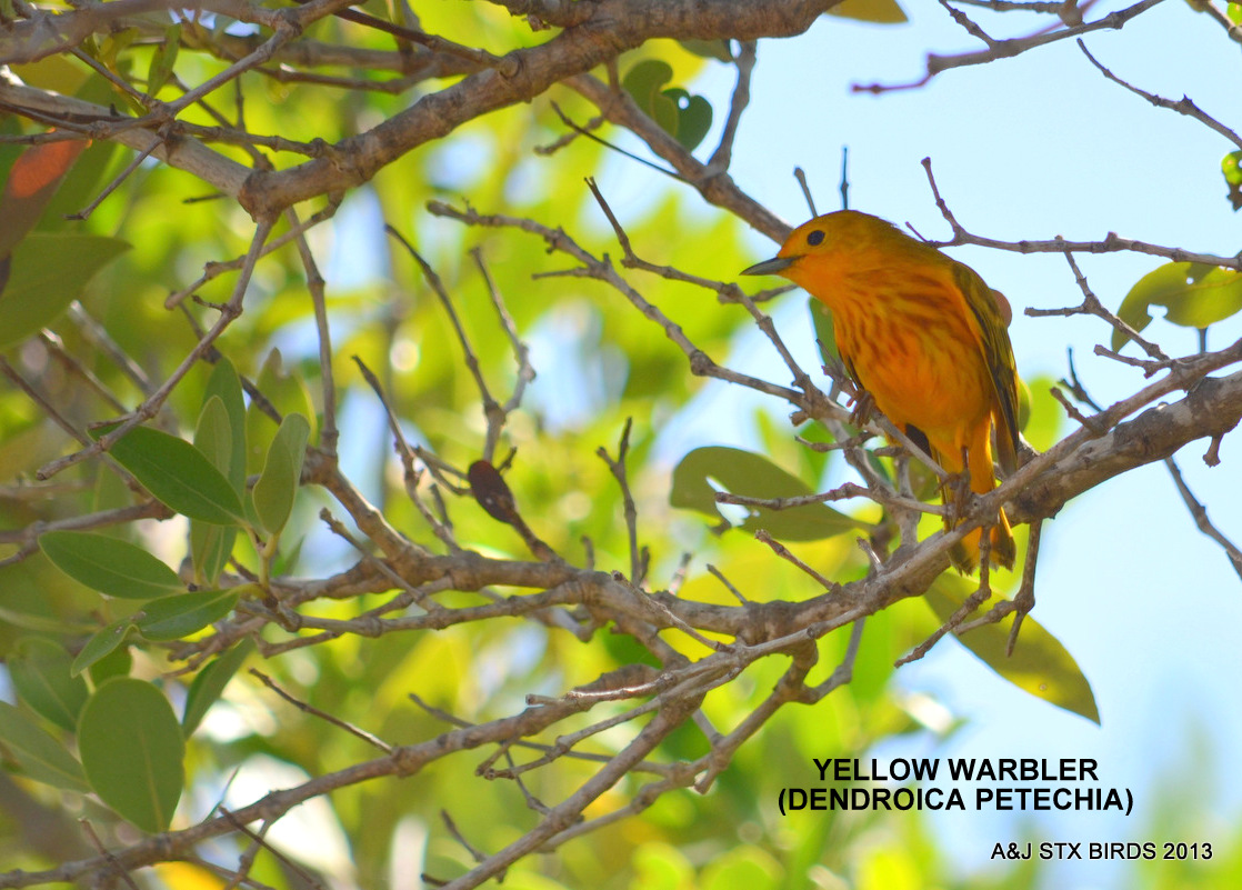 St. Croix, USVI: Birds - a Year of Observation : YOUR EXTENDED DESCRIPTION