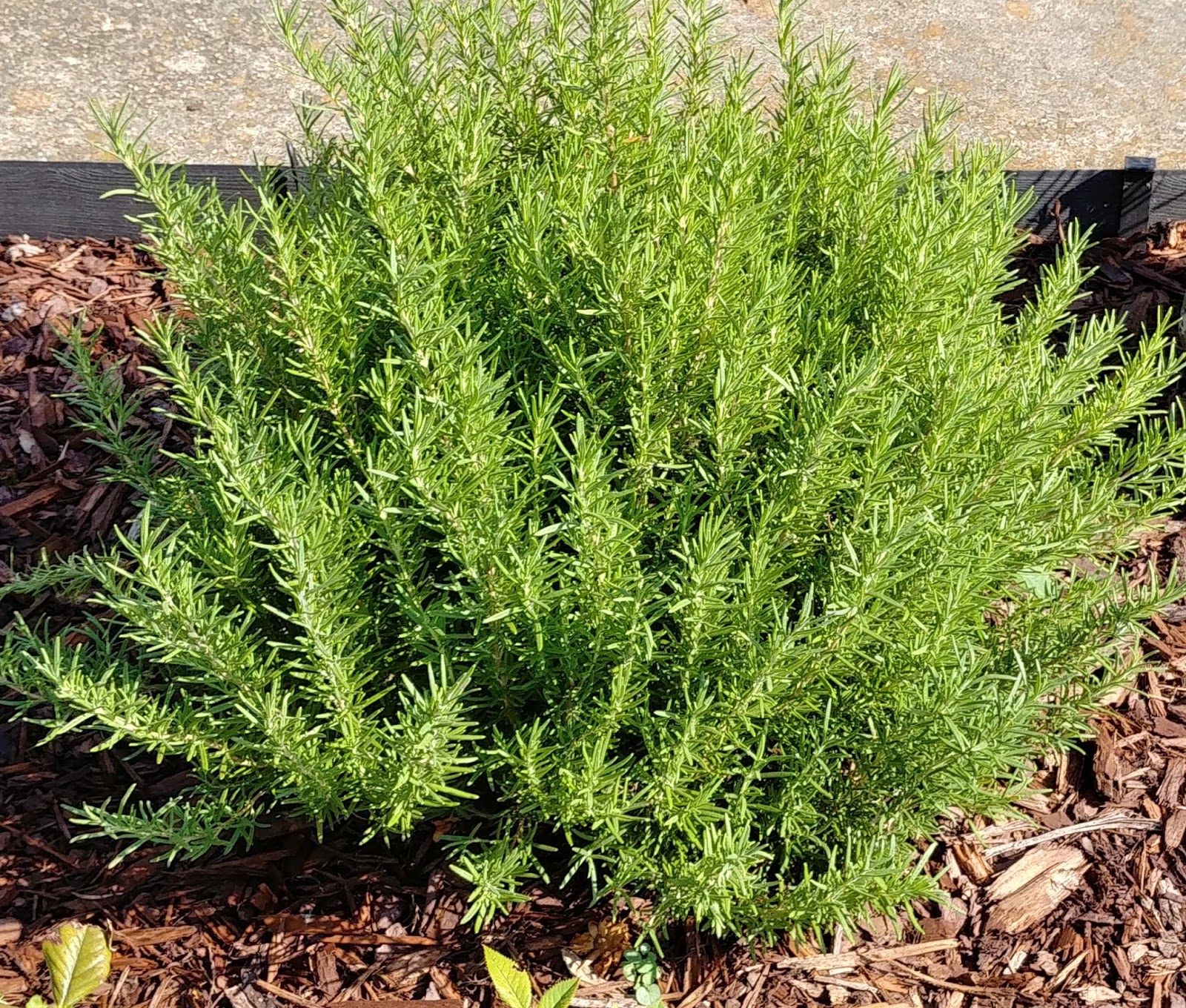 Marian's Hunting Stories, etc., etc., etc...: Sharing More Summer ...