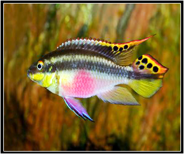 Ciclídeos Anões: Ficha Técnica Kribensis