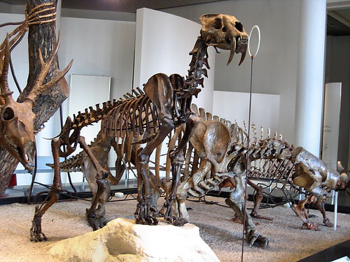 Prehistoric Beast of the Week: Smilodon: Beast of the Week