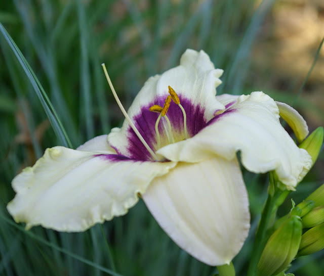 sweetbay: More Daylilies