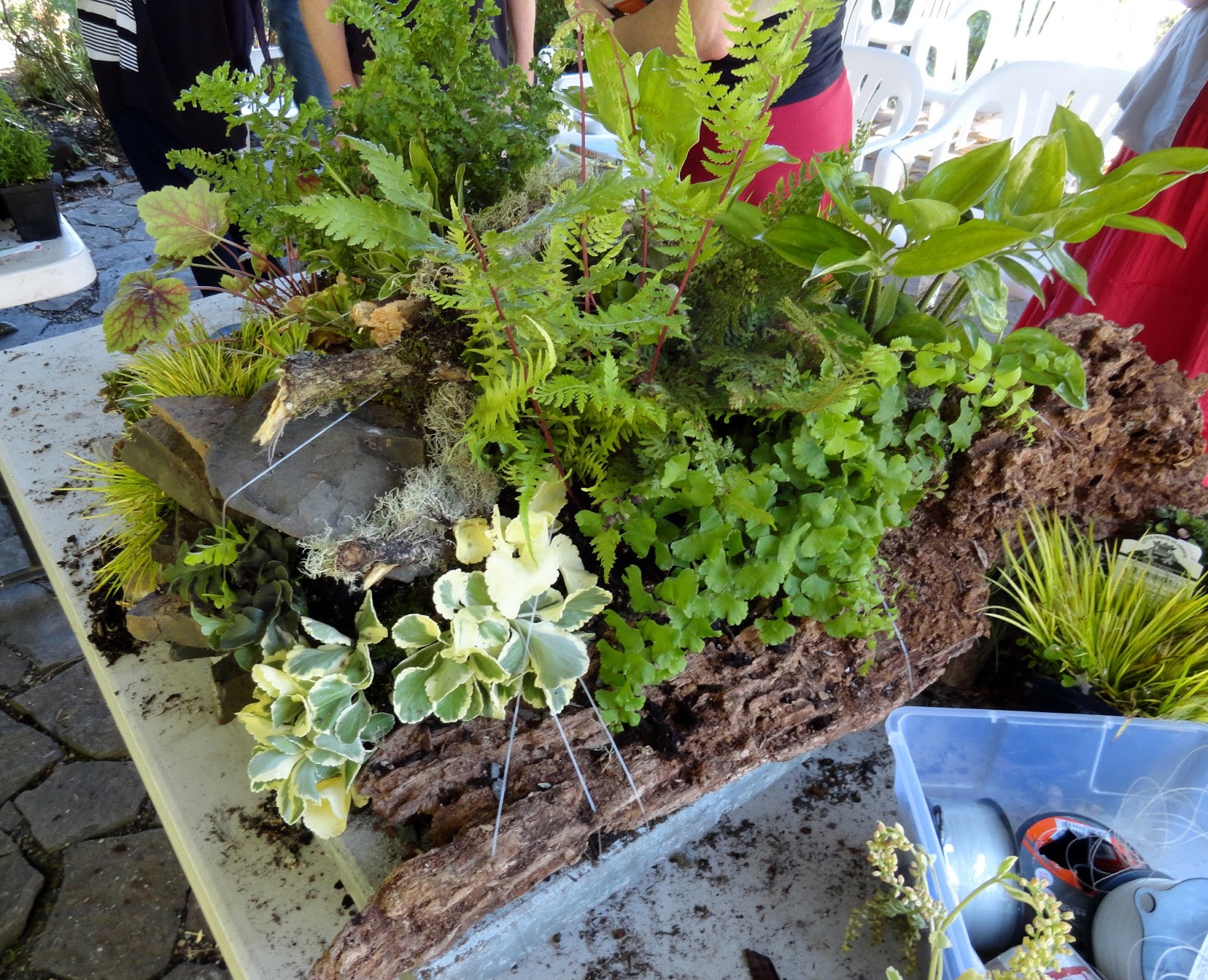 danger garden: Building a fern table: watching the professional in ...