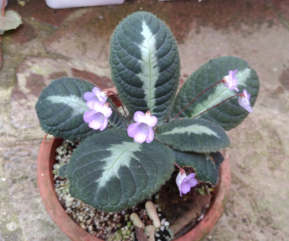 Pirate's Playground: Codonoboea puncticulata