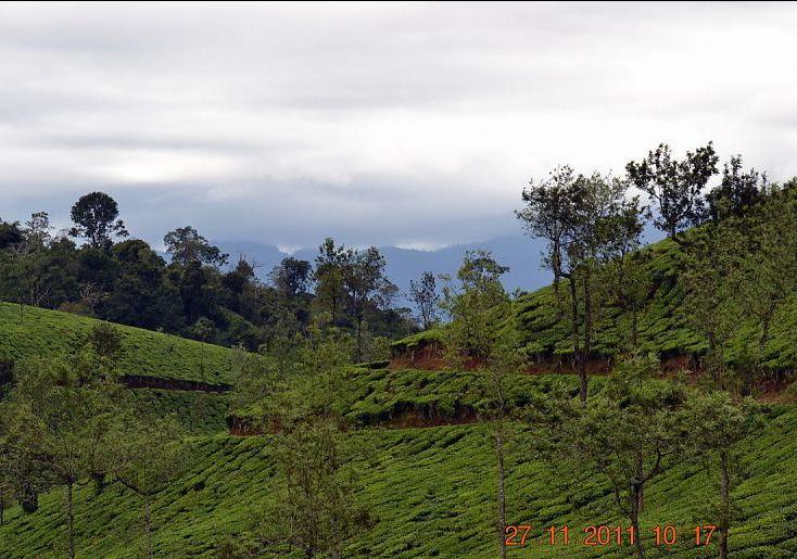 A Travel Blog from India: Monsoon Experience @ Mango Range Estate, Nilgiris