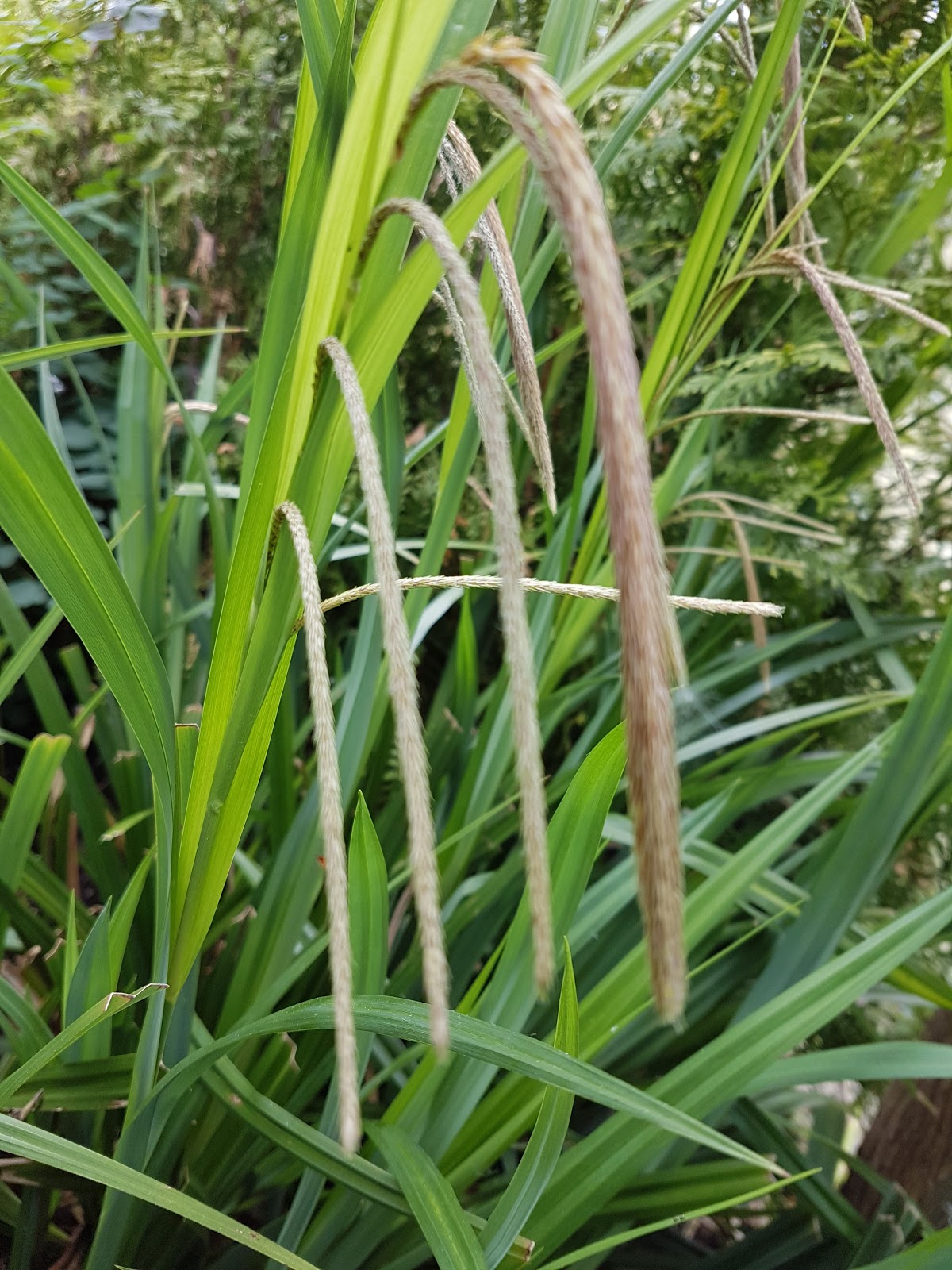 Fruens Flora: Prydgress.