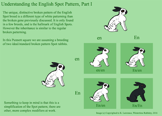 Rabbit Genetics And Musings: Cheat Sheet: Understanding the English ...