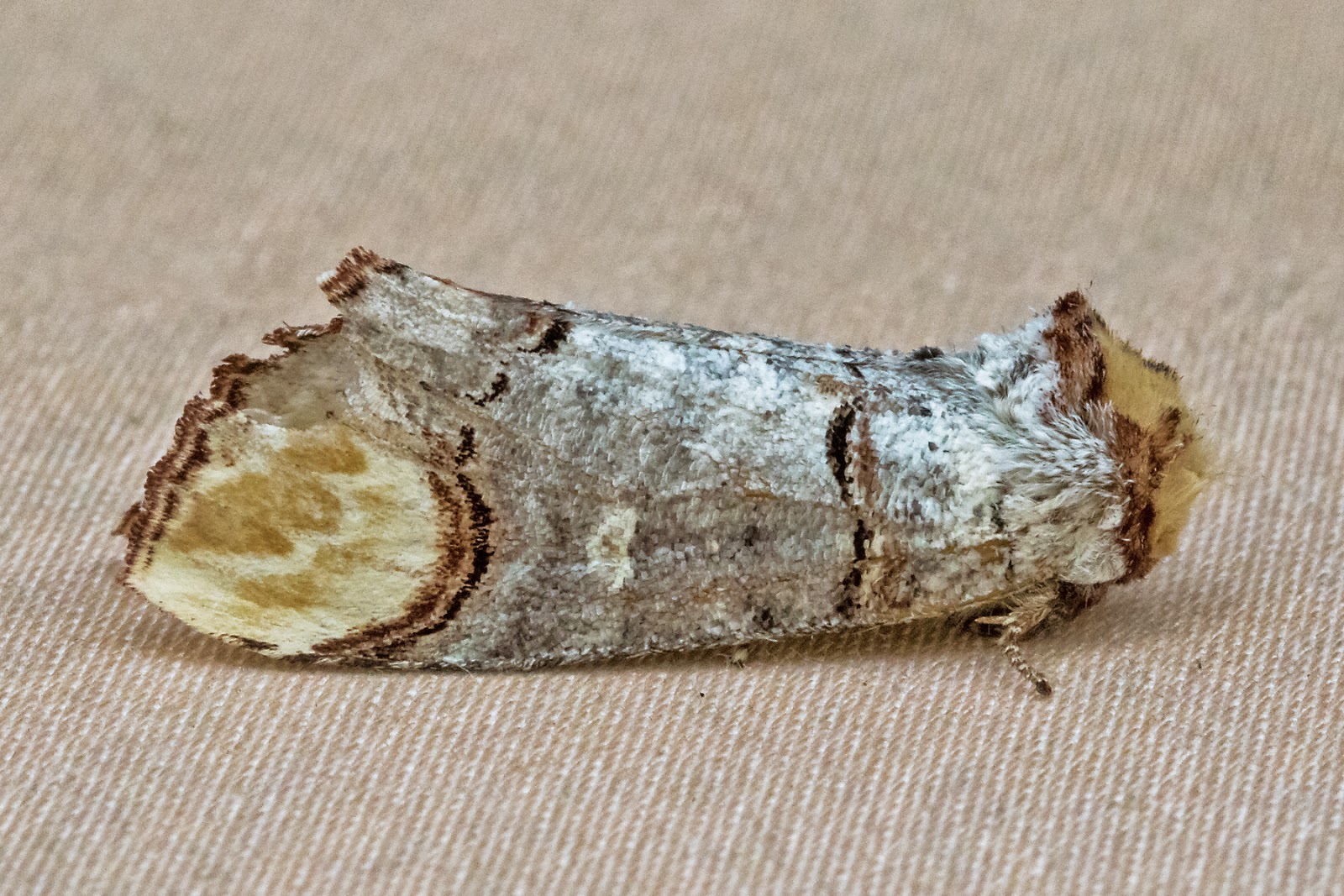 PETER'S PORTFOLIO..............Bird & Wildlife Photography: Buff-tip Moth