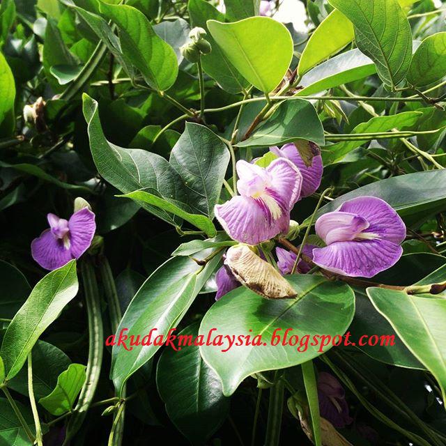 Wordless Wednesday : Nama Bunga Pelik, Bunga Kelent*t | BLOG BUDAK MALAYSIA