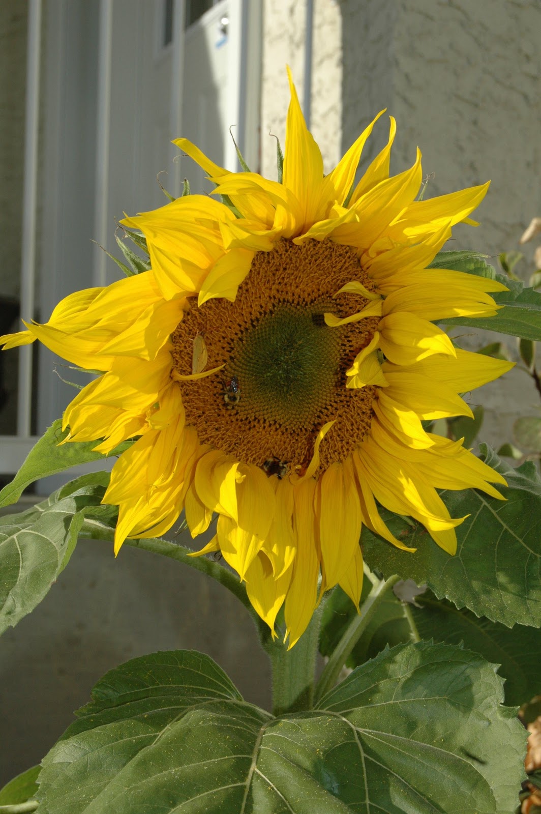 Leslie Ruo's Blog: Russian Mammoth Sunflower