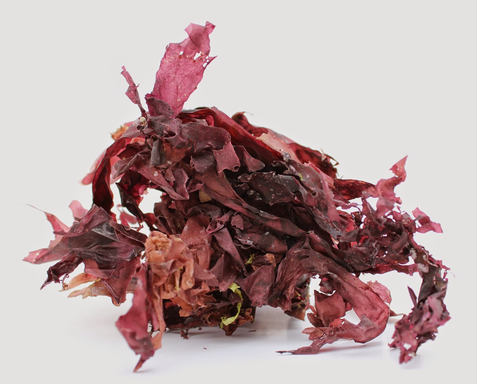 la mar de algas: LLEGA LA PRIMAVERA Y CON ELLA,,,, LAS ALERGIAS