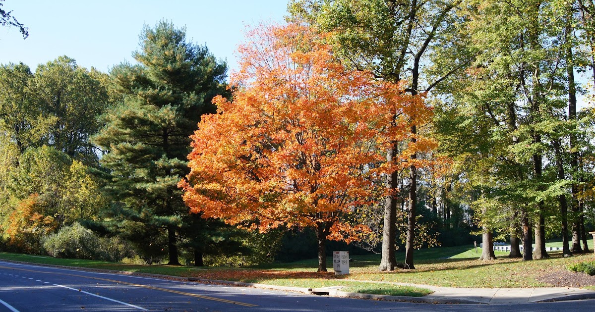 Hendrickson Family Blog: Autumn in Maryland