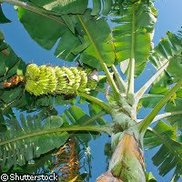 Ave del Paraíso: Platanero