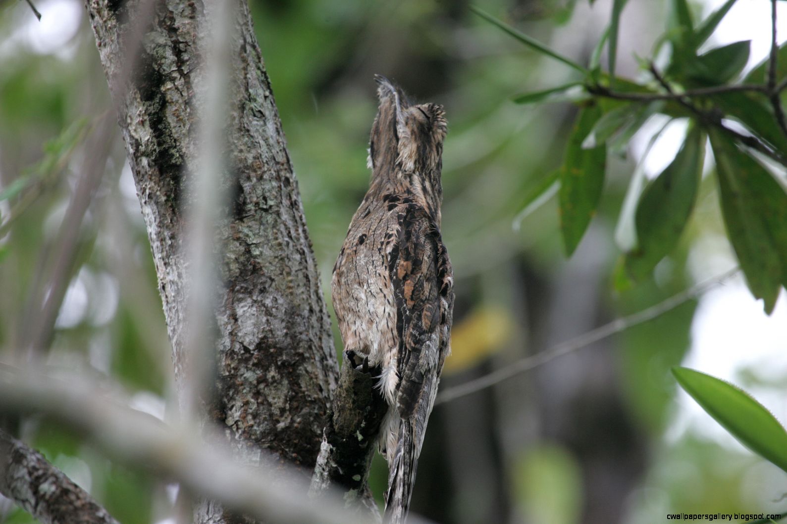 Potoo Bird | Wallpapers Gallery