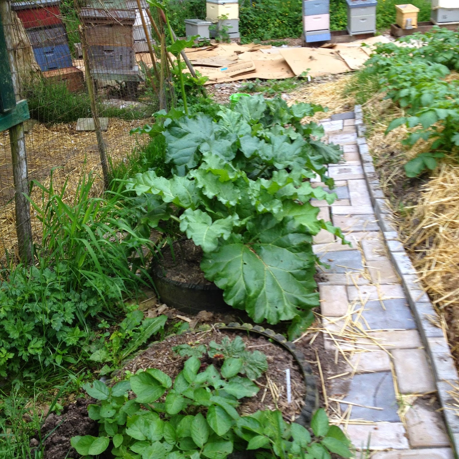 Grandpa Jim's Garden: Planting the Garden