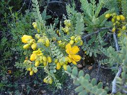 Centro Poblado de Chaca: ESTUDIO ETNOBOTÁNICO DE LAS PLANTAS ...