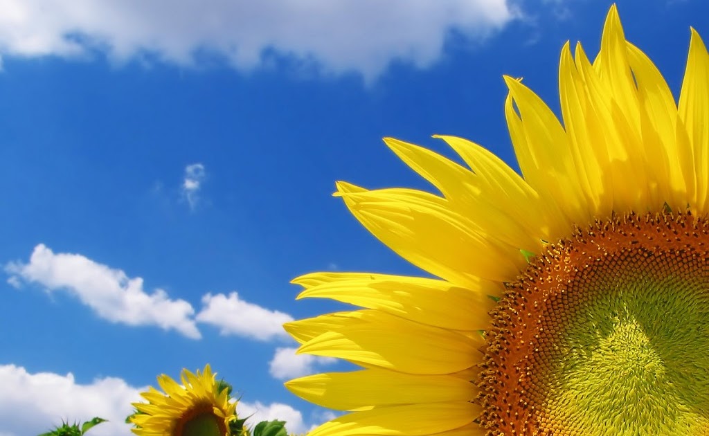 Palabraria: TORNASOL