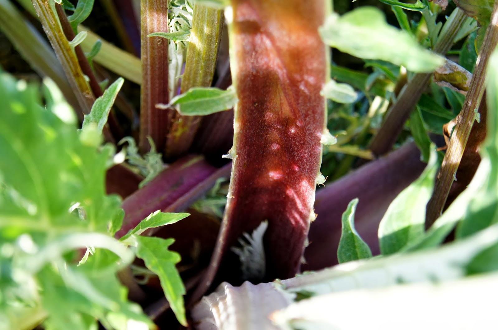 La Cocina de la Silbi: CARDO ROJO