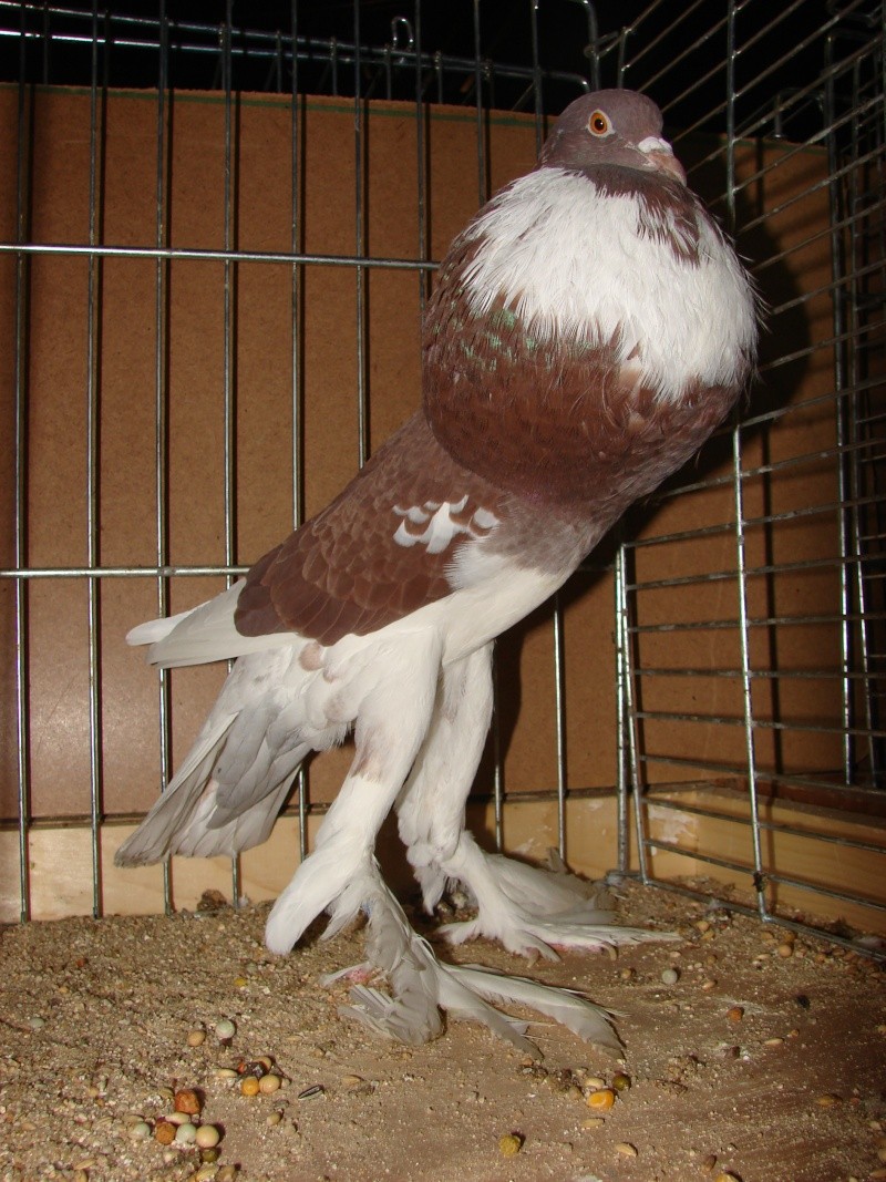 English pouter pigeons - Pigeons fall