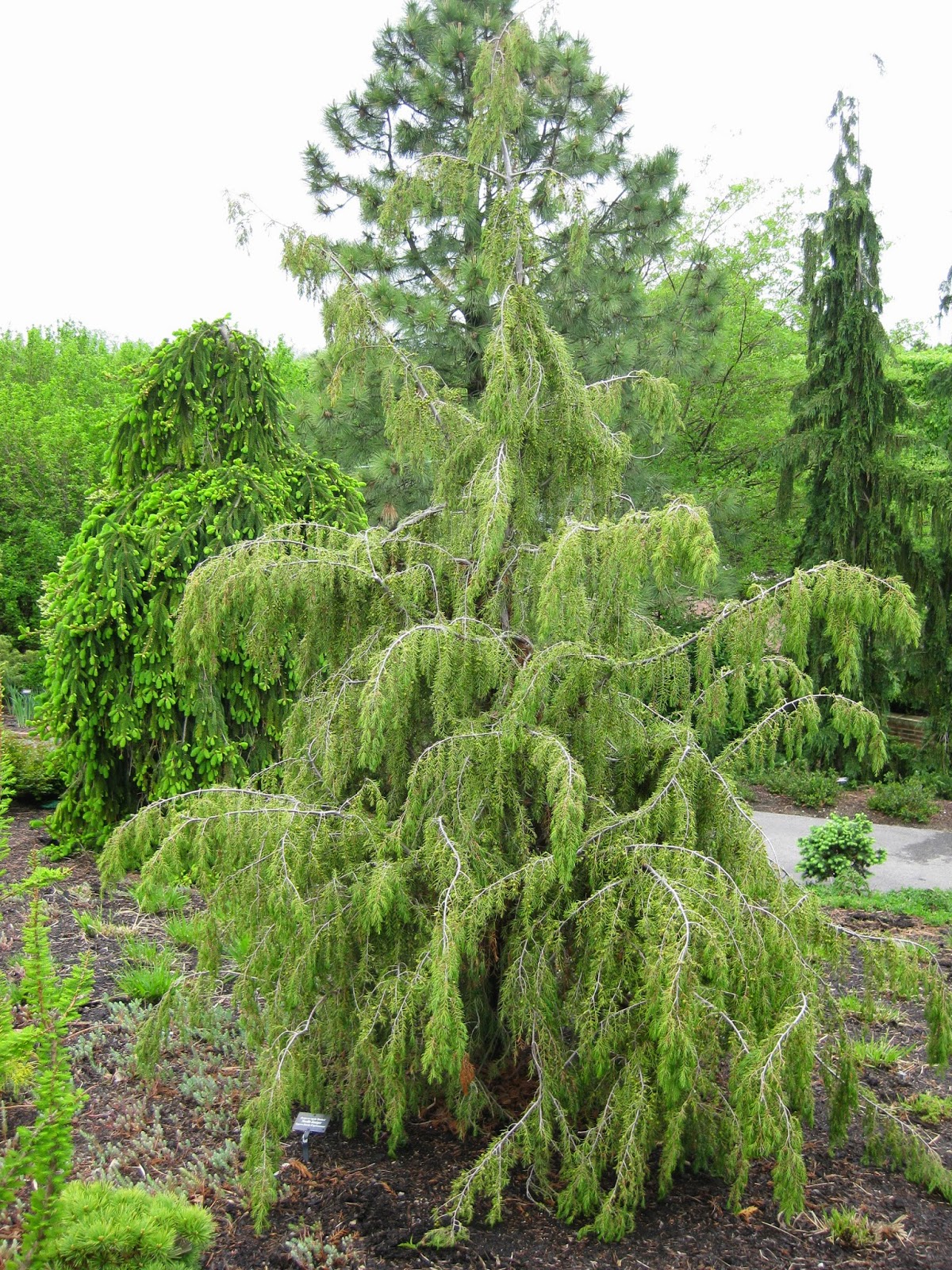 Rotary Botanical Gardens - Hort Blog: Weeping Conifers Should Make You ...