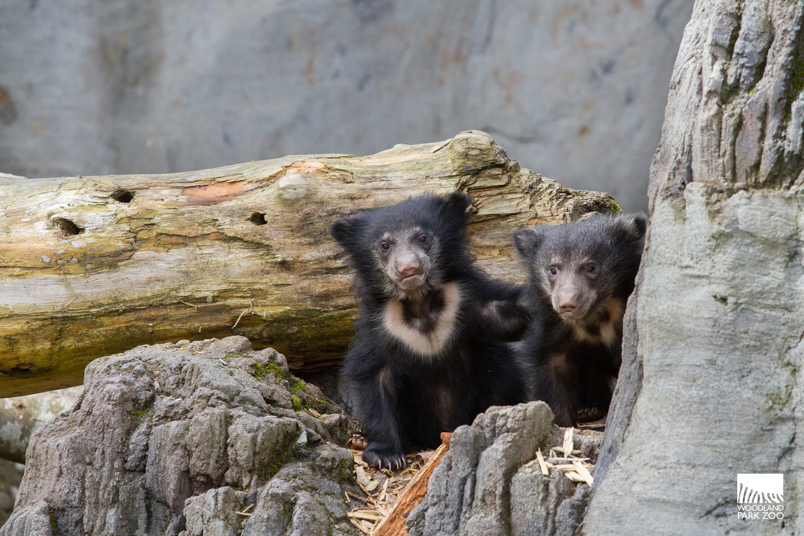 Camera trap footage from the wild reveals sloth bear mama and three ...