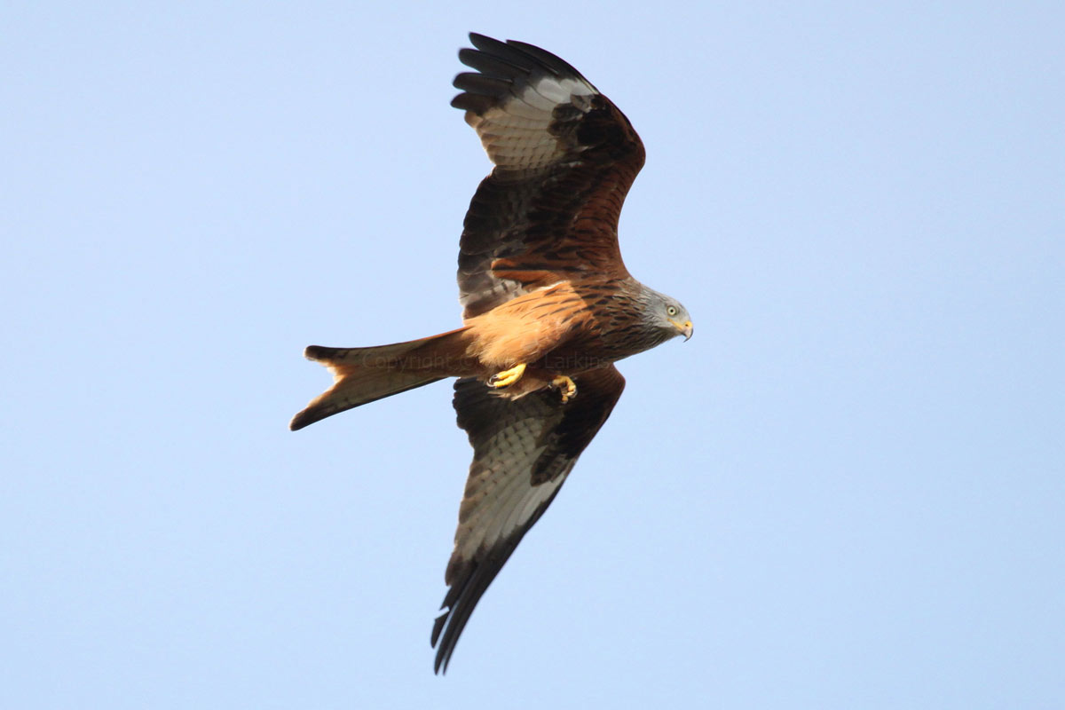 Greenham Birding: Feeding the Kites