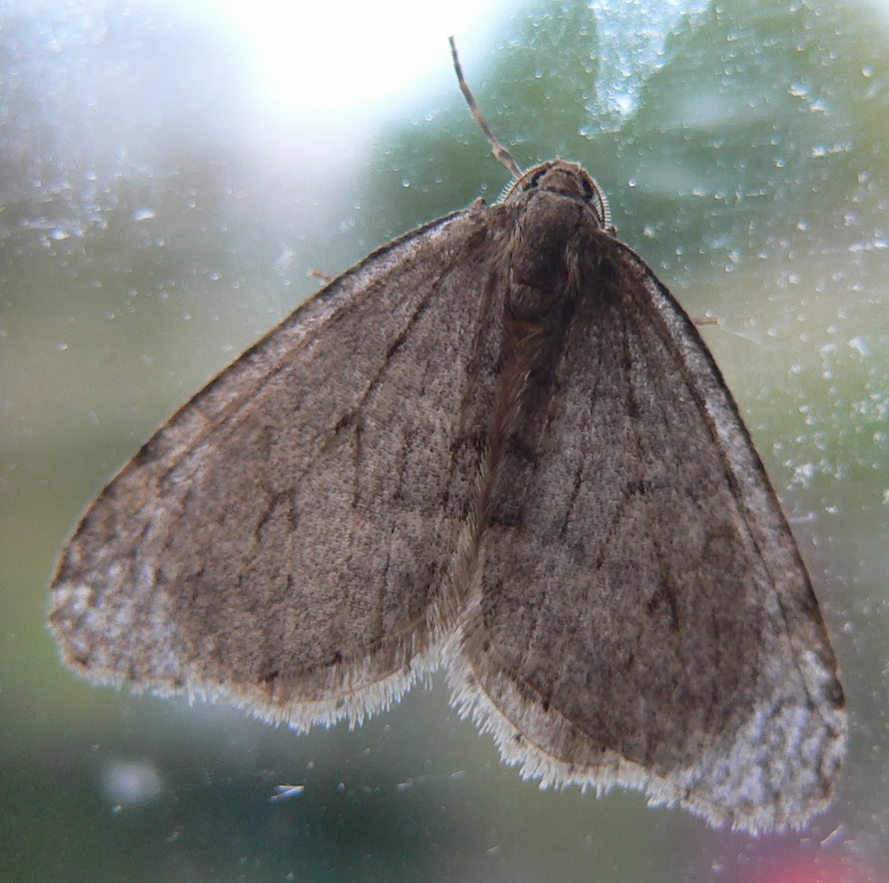 The Curious Naturalist: Norfolk moths: Rockland St. Peter garden, 28 ...