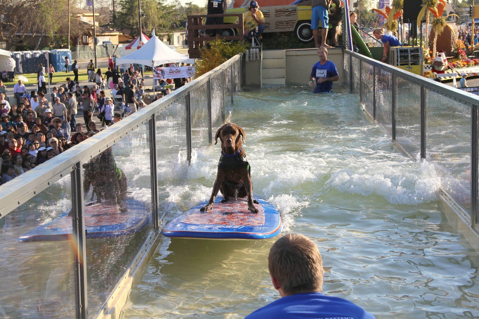 Things to Ponder: Dogs Surf the World's Longest & Heaviest Parade Float ...