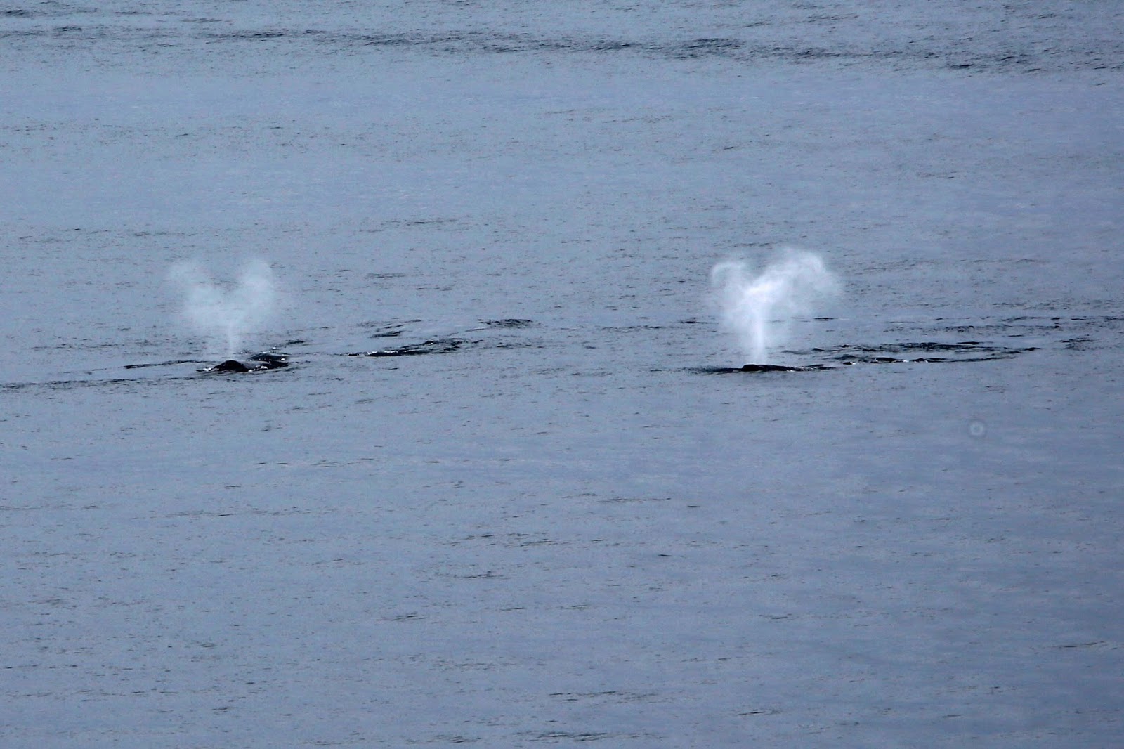 John and Sigrid's Adventures: S America/Antarctica - 12/29/2013 ...