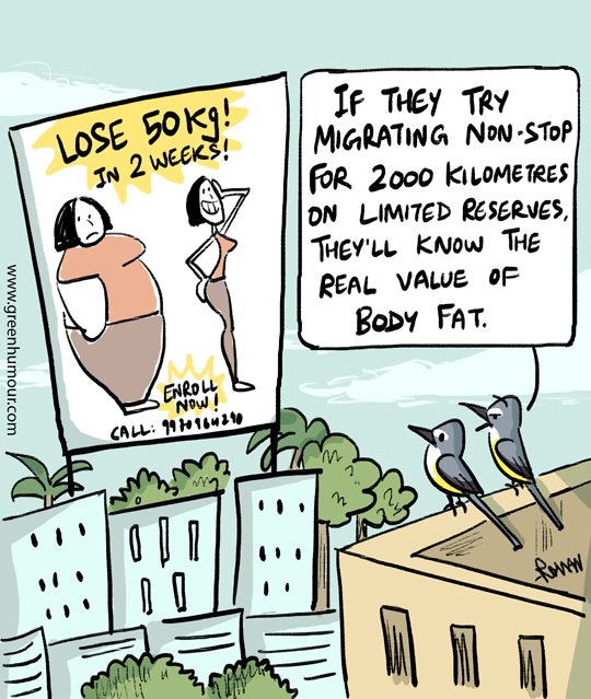 Green Humour: Migration and Body Fat