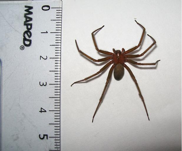 Alma biológica: Araña del rincón: cuadro clínico... loxoscelismo