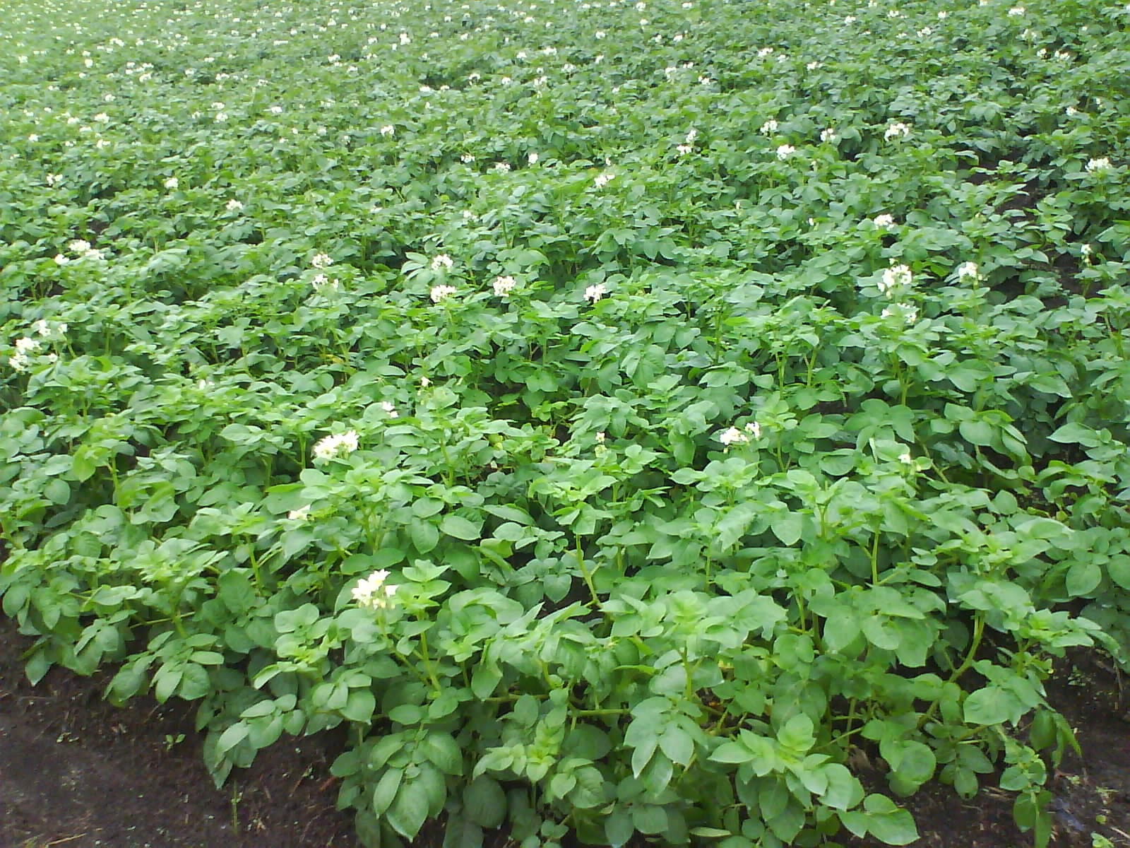Membuat Tanaman: Budidaya Tanaman Kentang (Solanum tuberosum)
