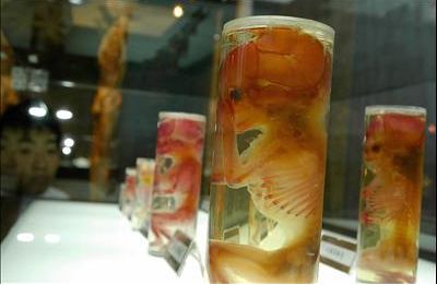 Body Exhibition | violamazing