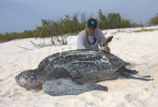 Somos Margarita Verde: Cruzada por la tortuga Cardón